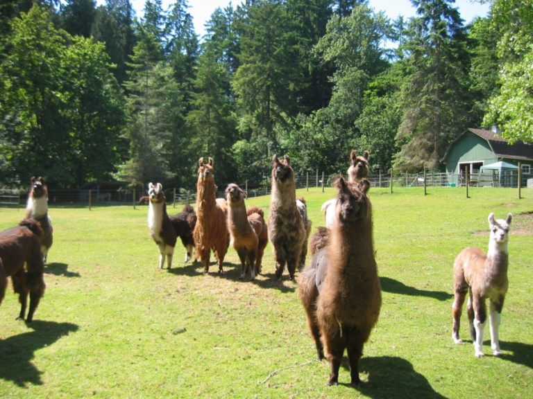 Home - Millstream Miniature Llamas